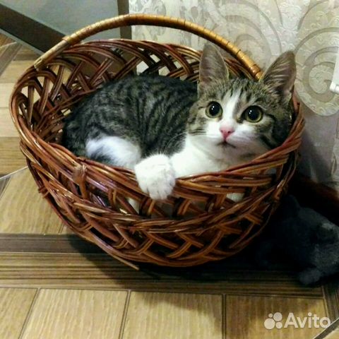 Котёнок Соня, дев., 3 мес