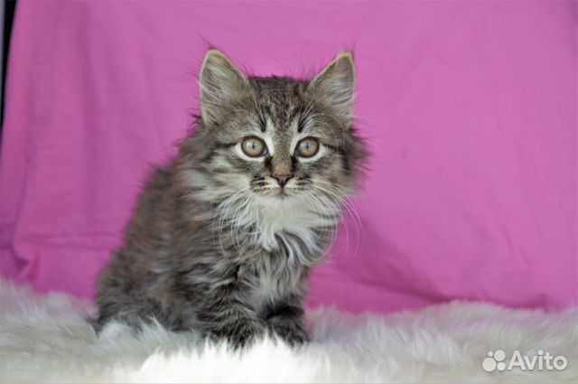 Пушистые метисы невской маскарадной