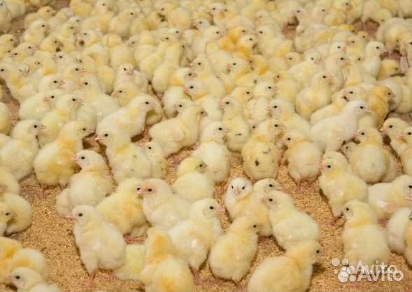 Цыплята бройлера кобб 500 чехия