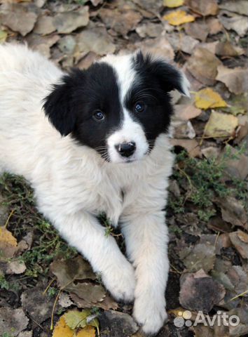 Маленькая солнечная Пуша