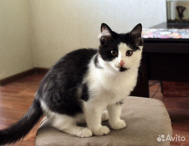 Пушистик ищет семью