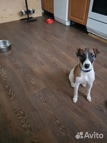 Сука Джек Рассел терьер