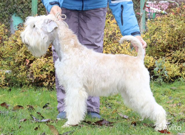 Подрощенная Сука Пшеничного терьера