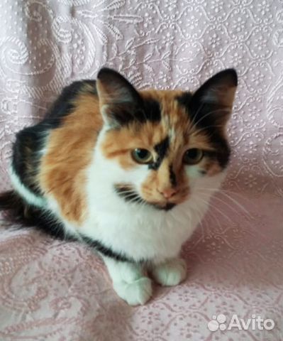 Ласковая кошечка трехцветка, мышеловка