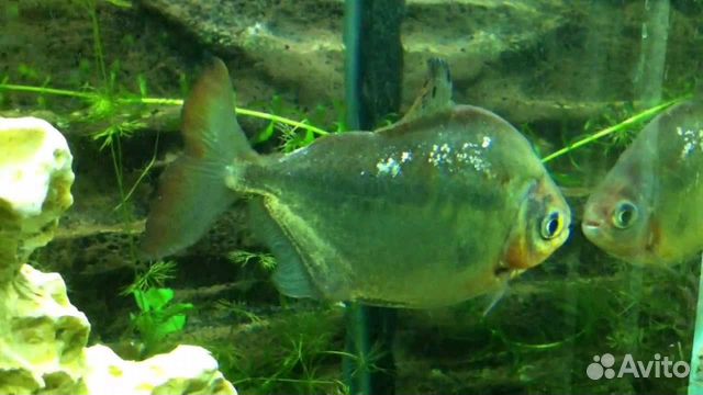 Взрослый метиннис. Аквариумная рыбка