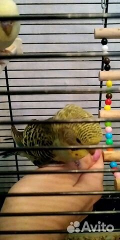 Чех ввп самец ручной
