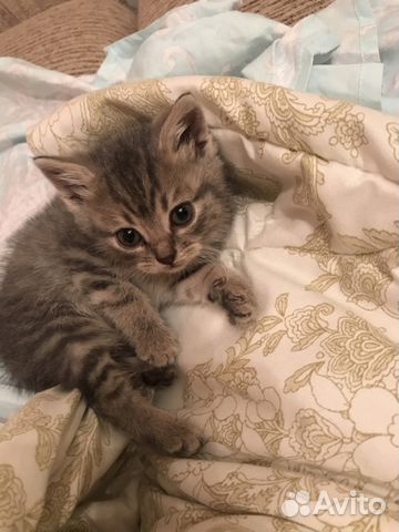 Остался последний котёнок, даром