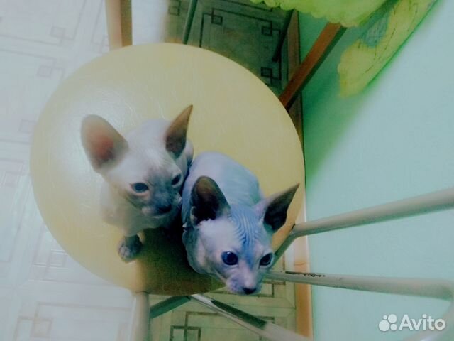 Очаровательные лысики