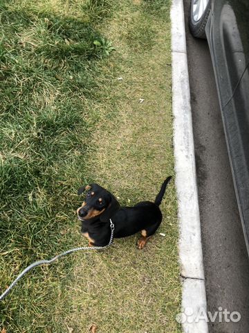 Такса 8 месяцев