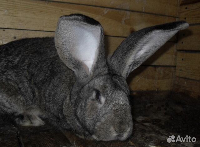 Кролики Фландер