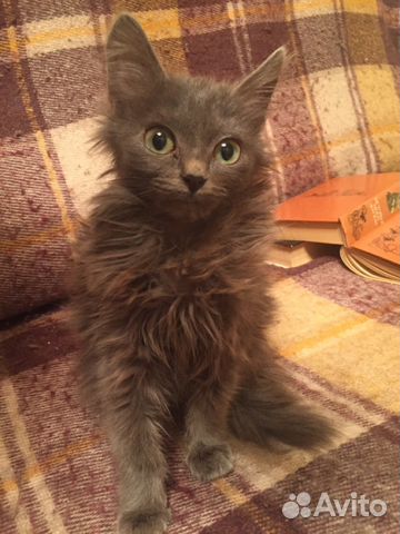 Котёнок породы нибелунг