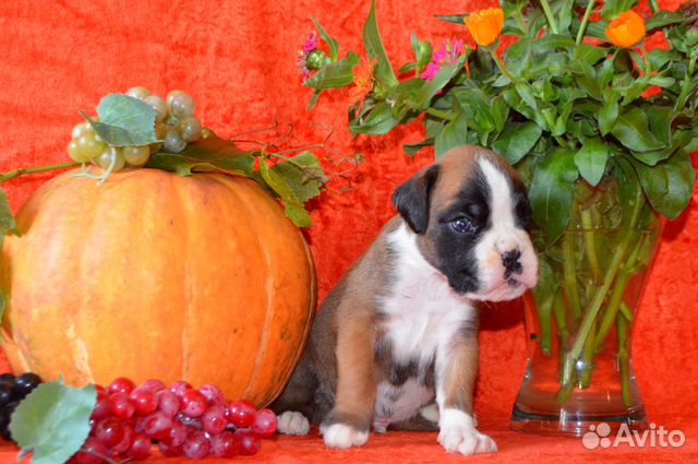 Щенок мальчик с отличными кровями