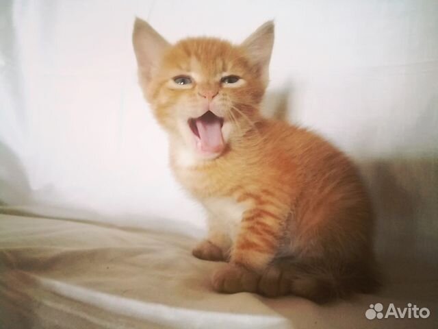 Котята ищут свой новый дом