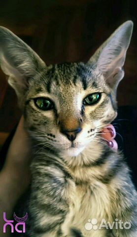 ORI с документами