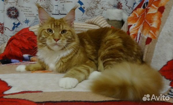 Котята мейн кун из питомника pearl praid