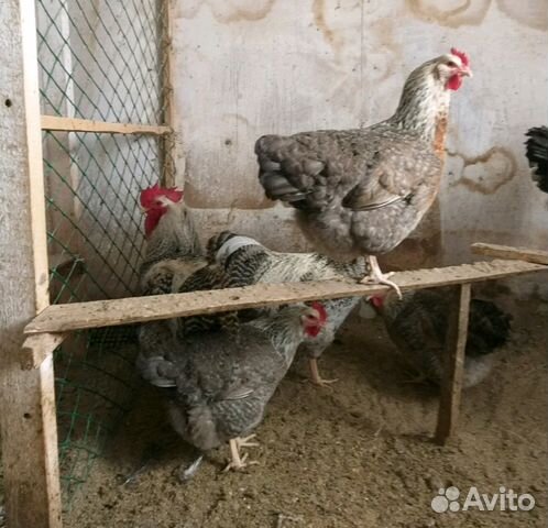 Семья билефельдер серебро