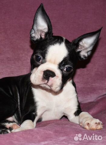 Бостон-терьер кобель
