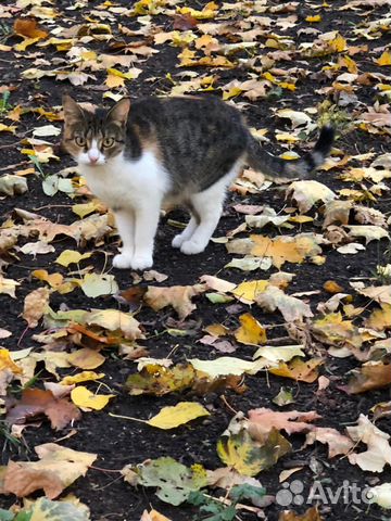 Трёхцветная Тося