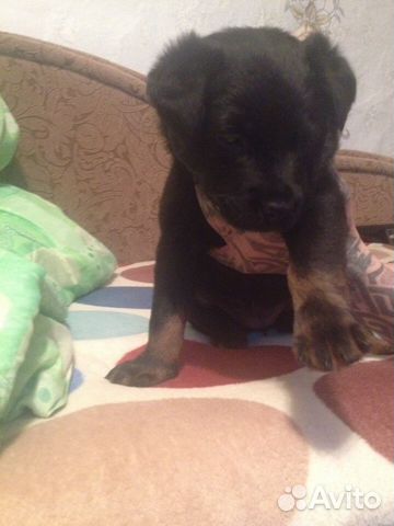 Смесь ротвейлера с овчаркой