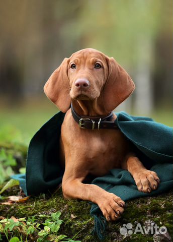 Венгерская Выжла Щенки. Hungarian Vizsla Puppies