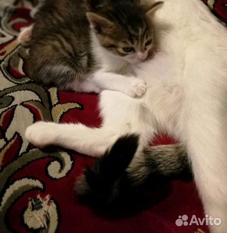Котятки в добрые руки)