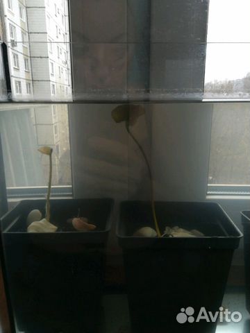 Нимфеи (водяная лилия)