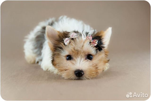 Блю берри Йорк девочка