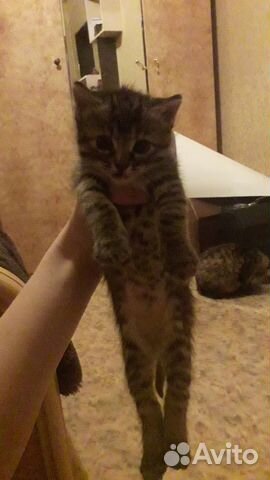 Милые, пушистые, котятки