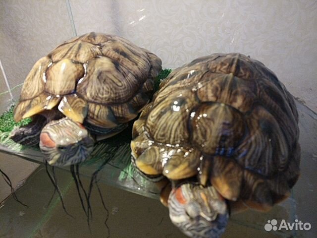 Краснаухие черепахи