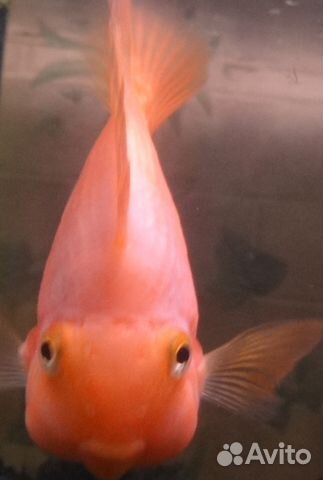 Рыба попугай