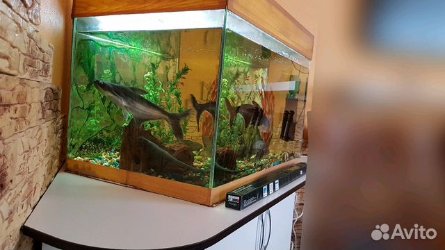 Аквариум 250л, рыбы, оборудование