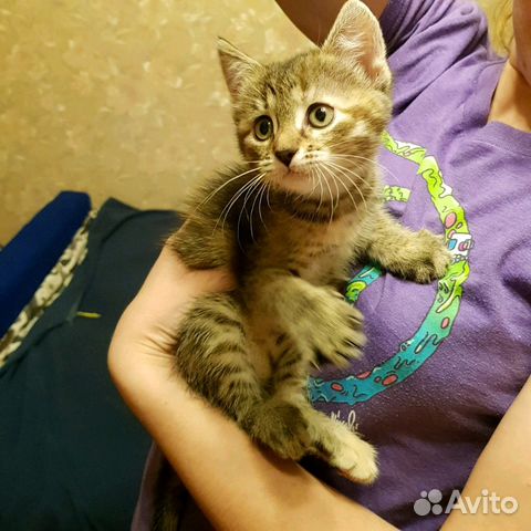 Котята