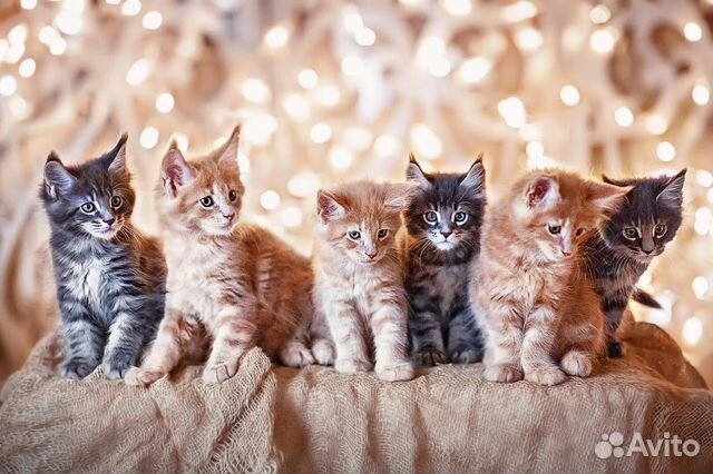 Котята Мейн-кун открыты для брони