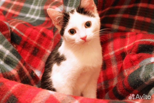 Лаковый котенок Федя ищет дом