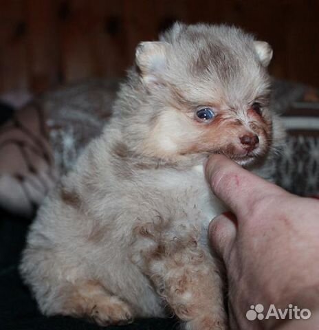 Синеглазое чудо