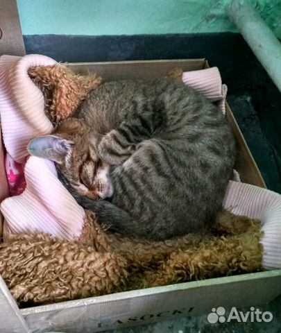 Котенок