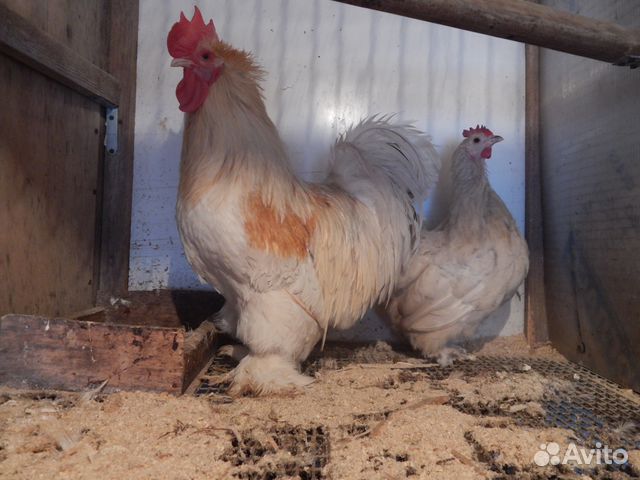 Продам семью кур
