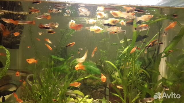 Аквариумные рыбки