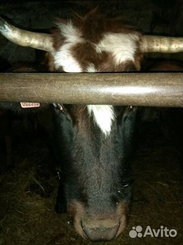 Табун коров