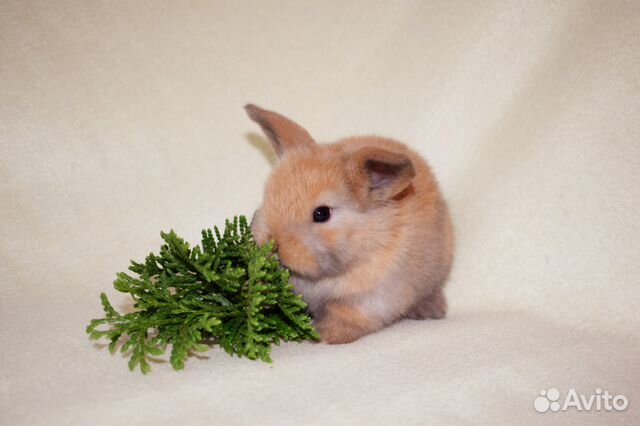 Декоративный кролик Тюрингенский Питомник.Доставка