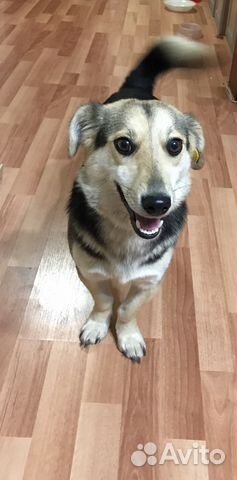 Спасенная Лайма