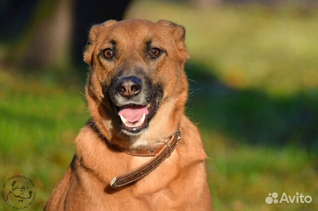 Ася ищет дом