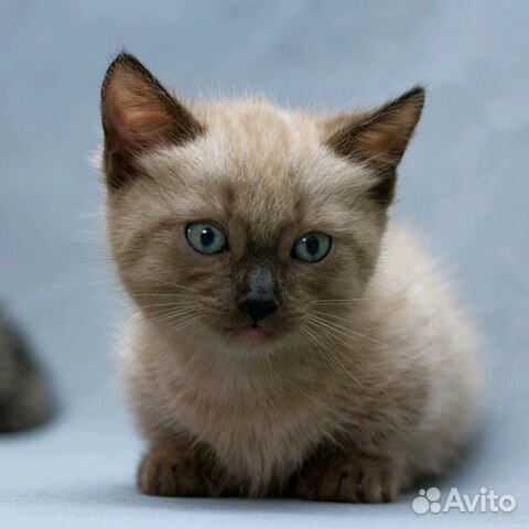 Котик манчкин редкого окраса