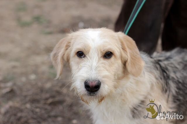 Хьюго ищет дом и надежную семью