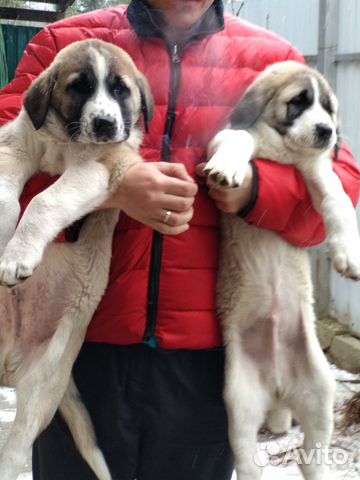 Щенки грузинской горной собаки