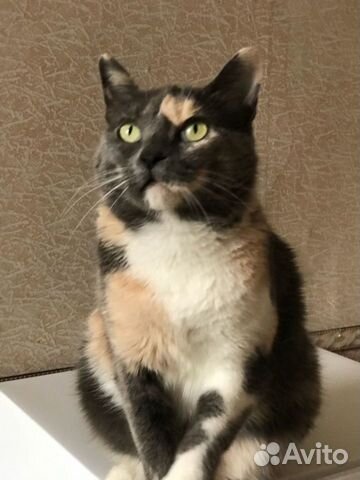 Шанти ищет дом