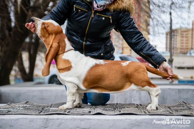 Бассет хаунд