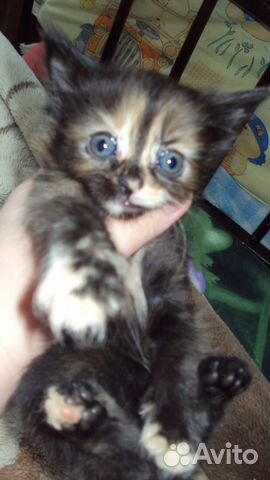 Помесь мейн-кун+шотландец