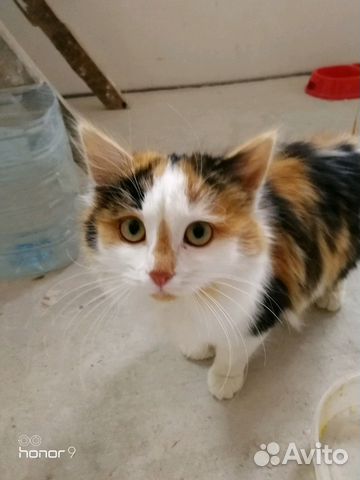 Милая маленькая кошечка, очень спокойная, к лотку