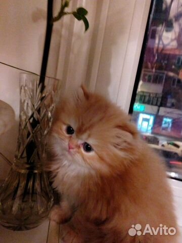 Персидский котенок